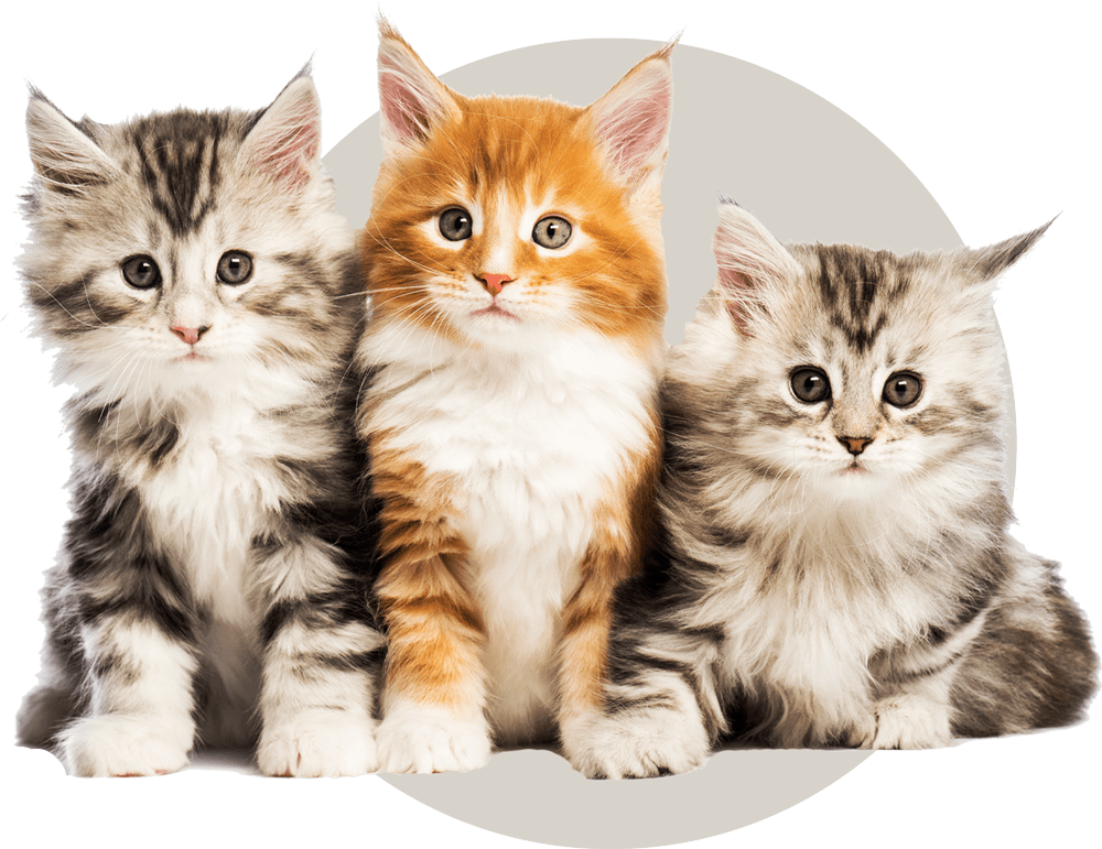 Tell Us About Your Cat | Homes Alive Pets